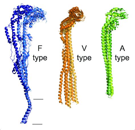 Flexibility Of The Peripheral Stalk Of Rotary Atpases Flexibility Of Download Scientific