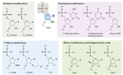 Synthesis And Modification Of Oligonucleotides Boc Sciences