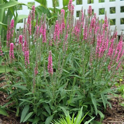 Red Fox Veronica Plant Growjoy