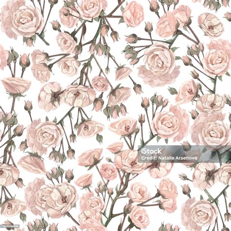 매끄러운 수채화 패턴 식물 그림 꽃 덤불 장미 빈티지 스타일은 흰색으로 분리 된 나뭇잎과 새싹으로 장미를 피웠다 요소 컬렉션