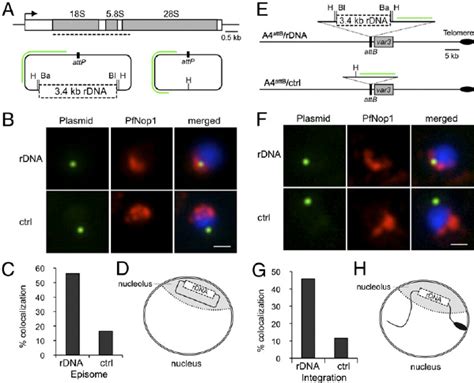 Nucleolar Clustering Is Rdna Sequence Dependent A Schematic Download Scientific Diagram