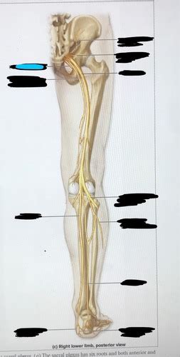 Sacral Plexus Flashcards Quizlet