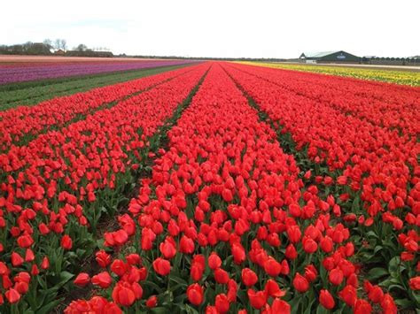 단독투어 큐켄호프 튤립 축제와 풍차 마을 잔세스칸스 줌줌투어 네덜란드 암스테르담