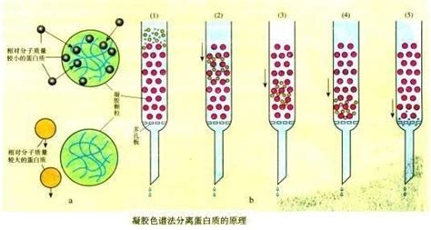 分子排阻色谱法图册 360百科