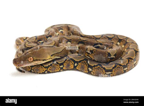 Reticulated Python Python Reticulatus Isolated On White Background