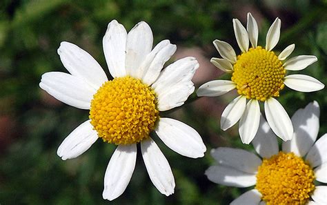Traditional Uses Of Anthemis Cotula Mayweed Chamomile Health Benefits