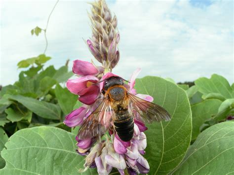 Chalicodoma Sculpturalis Shin Flickr