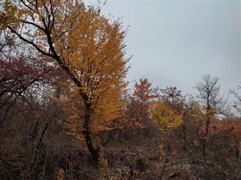 Deciduous Trees Fall Images Free Download On Freepik Deciduous Trees Fall Images Free Download On Freepik