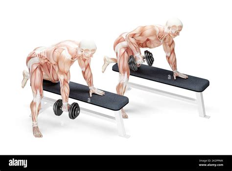 Dumbbell Rows Exercise Anatomical 3d Illustration Isolated With
