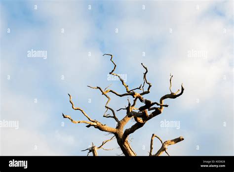 Tree Limbs Hi Res Stock Photography And Images Alamy