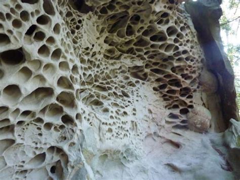 Trypophobia Definition Pronunciation Causes Symptoms Test Treatments Prevention Pictures