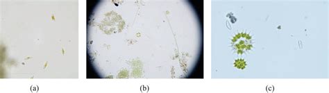 Microalgae Detection Based On Improved Yolov5 Duan 2024 Iet Image Processing Wiley