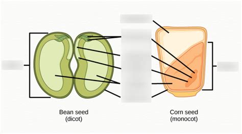 Seed Anatomy Diagram Quizlet