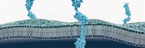 A Simple Method For Preparing Gpcr Membrane Model Extracts From Stable