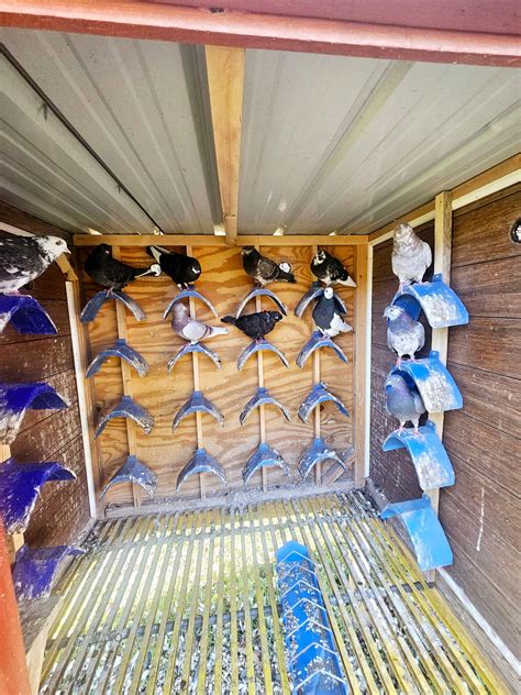 National Birmingham Roller Club My Stock Bird Separation Loft Facebook