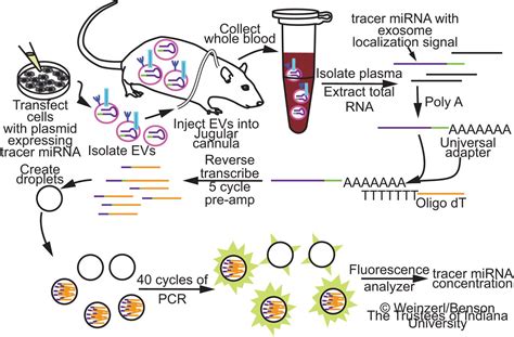 Qscript Microrna Cdna Synthesis Kit Quanta Biosciences Bioz