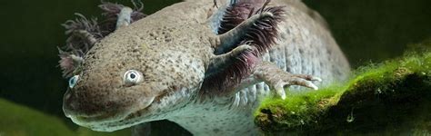 Axolotl Metamorphosis