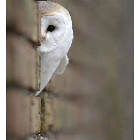 Kevser Yilmaz Başkent University Ankara Department Of Nutrition