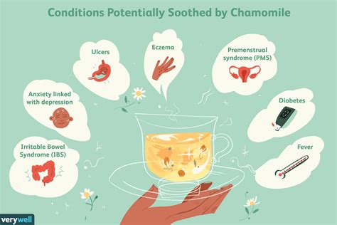 Roman Chamomile Benefits Side Effects Dosage