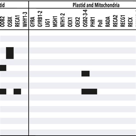 Nuclear Genes Involved In Dna Replication Repair And Recombination Of