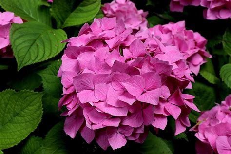 Hydrangeas Flowers Pink Free Photo On Pixabay Pixabay