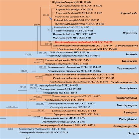 phylogram generated from maximum likelihood analysis based on combined