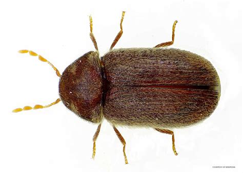 What Are The Small Light Brown Bugs In My House
