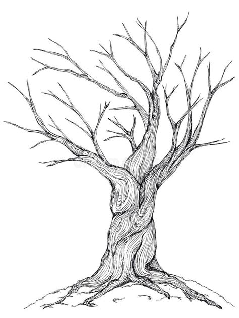 Bare Tree Illustration Stock Vector Image Of Drawn Scary