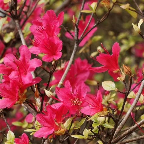 National Plant Network Red Azalea Massasoit Flowering Shrub In 3 Gallon