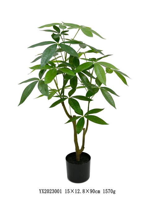 35 Pachira Macrocarpa Tree Artifora