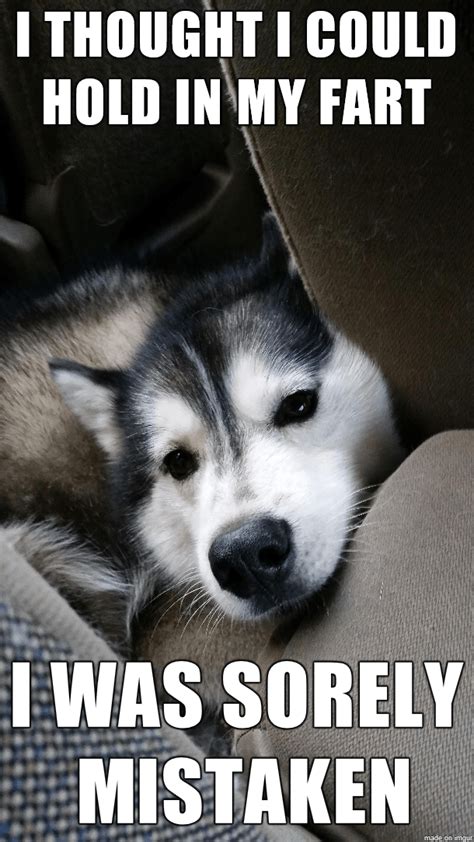 50 Funny Husky Memes That Will Keep You Laughing For Hours Husky