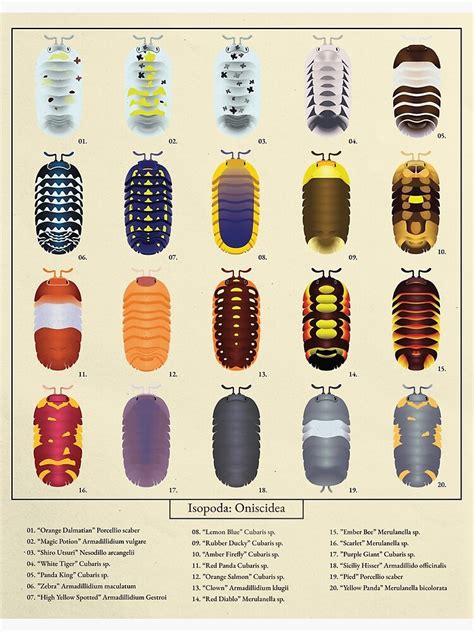 Isopod Color Chart Poster For Sale By Samdaytonart Redbubble