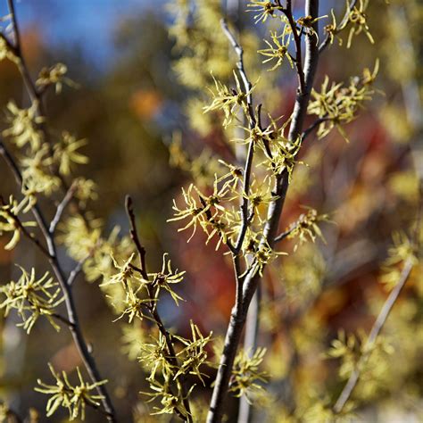 How To Plant And Grow Witch Hazel