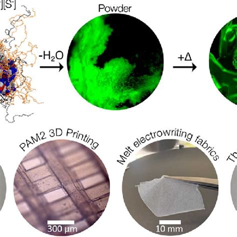 A Schematic Demonstrating The Formation Of The Solvent Free Protein