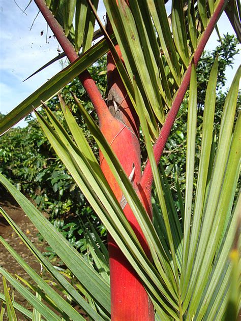 Lipstick Red Sealing Wax Palm Tree Cyrtostachys Renda Kens Nursery