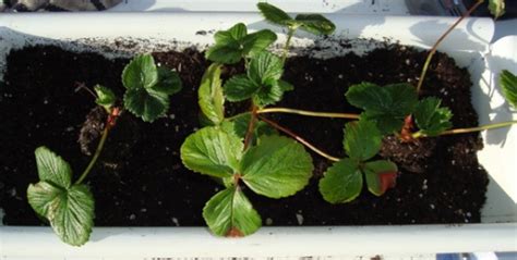 Свежая клубника круглый год