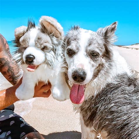 The Ybs Stryda Dog Collection