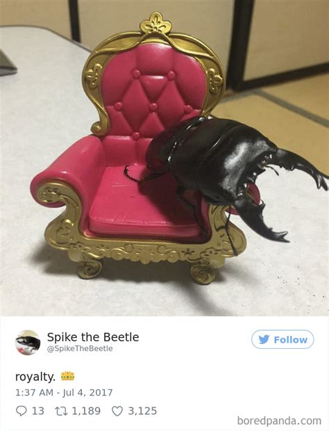 Woman Has Stag Beetle As A Pet And Her Tweets Will Make Your Day