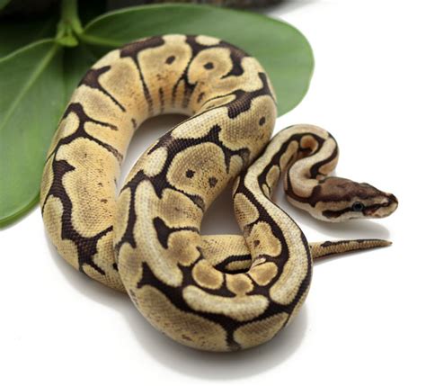 Moochie Bee Female Dynasty Reptiles Moochie Bee Female Dynasty Reptiles