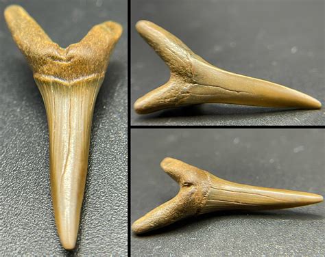 Goblin Shark Teeth New Jersey Goblin Shark Teeth Scapanorhynchus