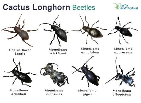 Types Of Beetles In Florida With Pictures