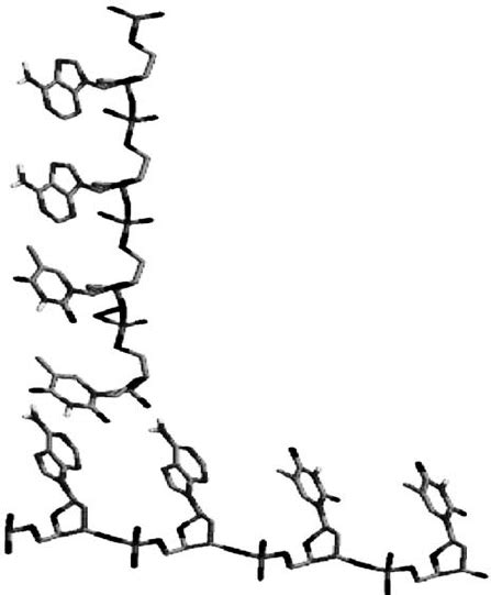 Example Of An Initial Linear B Dna Structure Used In The Sequential