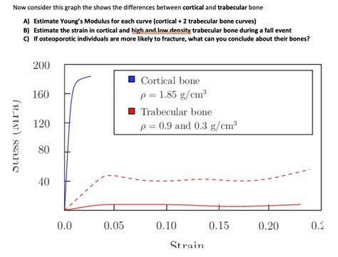 Now Consider This Graph The Shows The Differences Between Cortical And
