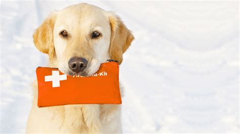 Pet First Aid Recognising Emergency Signs Animal Emergency