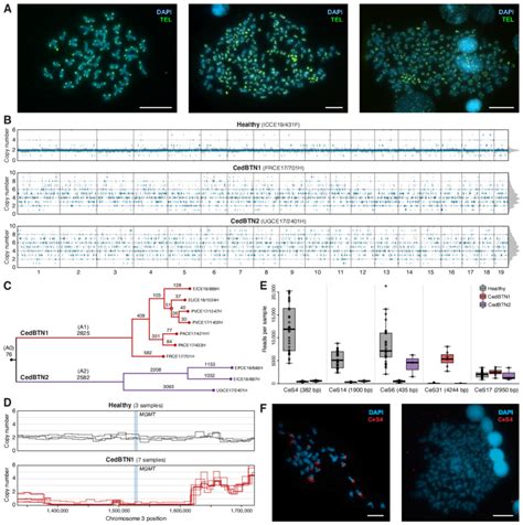 Chromosomal Copy Number And Structural Variation In Cockle Btn A Download Scientific Diagram