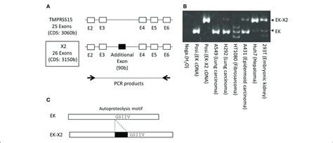 Schematic Structures Of EK And EK X2 And Their Expression In Various Download Scientific