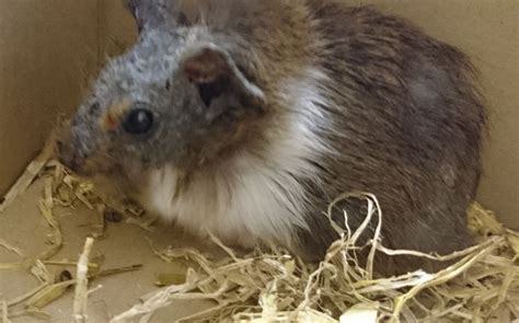 Help Been To The Vet Twice Page 2 Guinea Lynx Forums