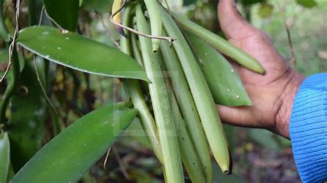 Commerce Un Prix Dachat à 46 000 Ariarykilo Pour Lancer La Campagne