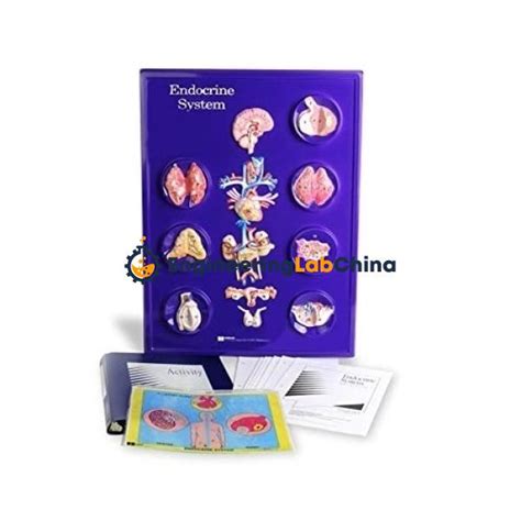 Endocrine System Model Activity Set Suppliers In China Manufacturers Suppliers And Exporters In China