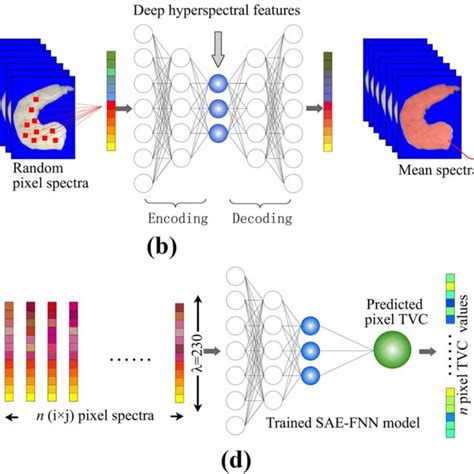 the structure of sae fnn a single auto encoder network b pre training